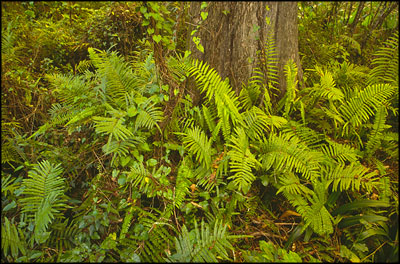 Ferns in Corkscrew Cypress Swamp by Ethan Meleg